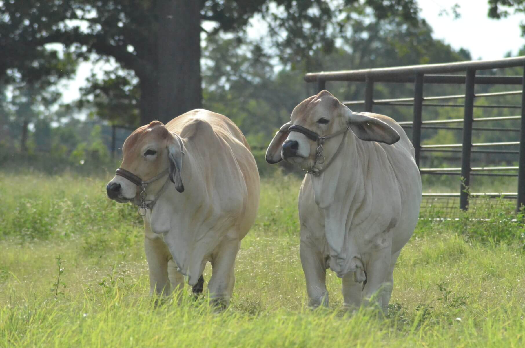 Home - J and R Cattle